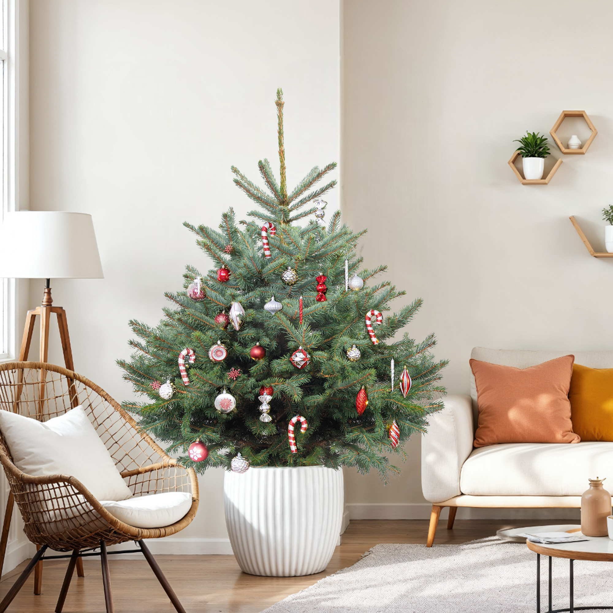 Blue Spruce Pot Grown Christmas Trees | eBay UK
